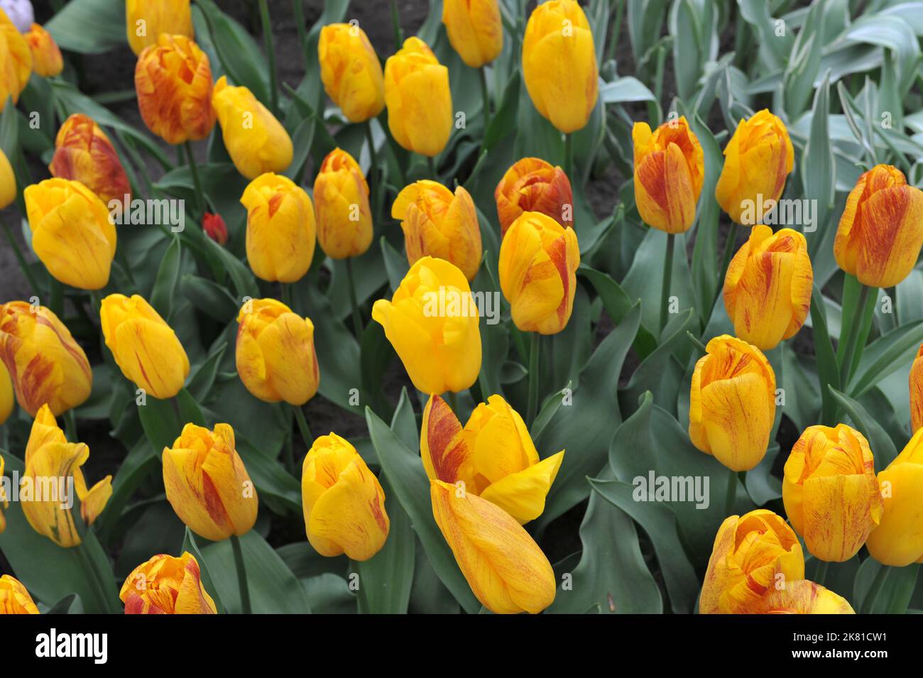 Red yellow and gold hi-res stock photography and images - Alamy