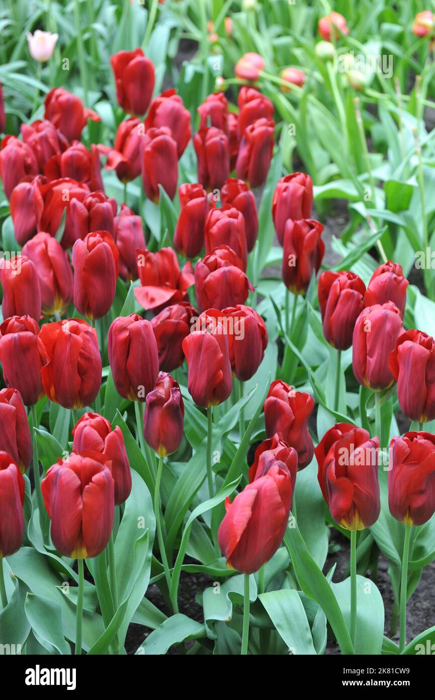 Red Triumph tulips (Tulipa) Strong Love bloom in a garden in April ...