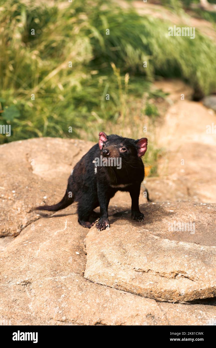 Tasmanian devil shot hi-res stock photography and images - Alamy