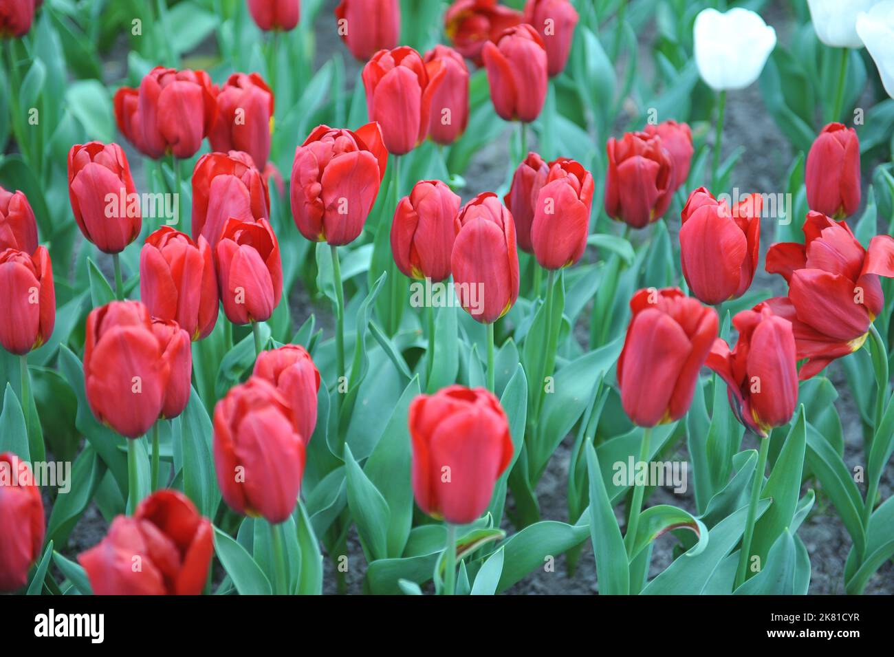 Red Triumph tulips (Tulipa) Strong Love bloom in a garden in April ...