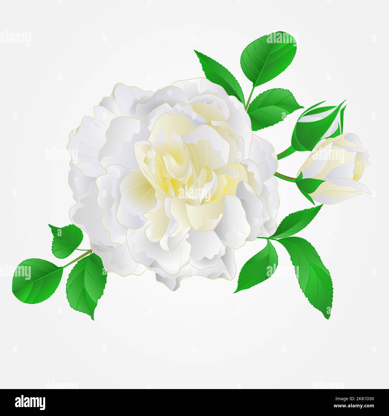 White Rose with buds and leaves vintage Festive background vector illustration Stock Vector ...