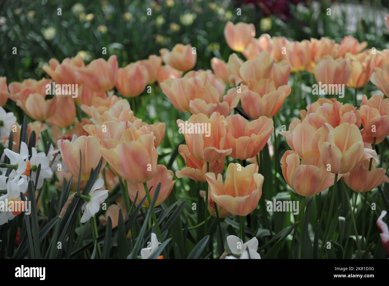 Orange Single Late tulips (Tulipa) Stunning Apricot bloom in a garden ...