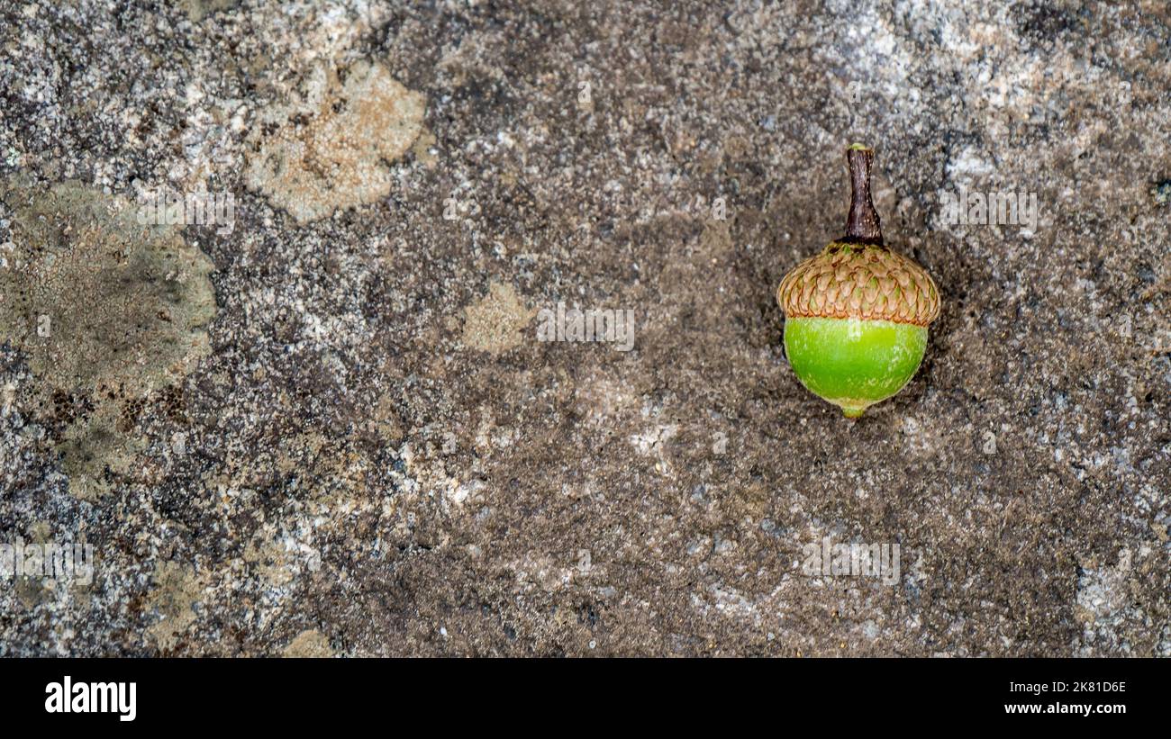 Close-up of a green acorn with a stone background. Barron Canyon Trail ...