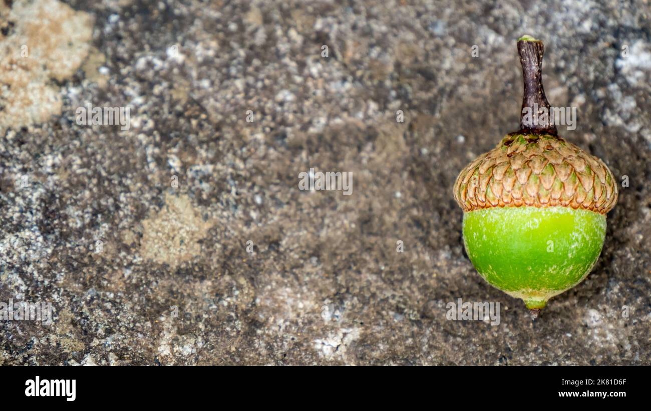 Close-up of a green acorn with a stone background. Barron Canyon Trail ...