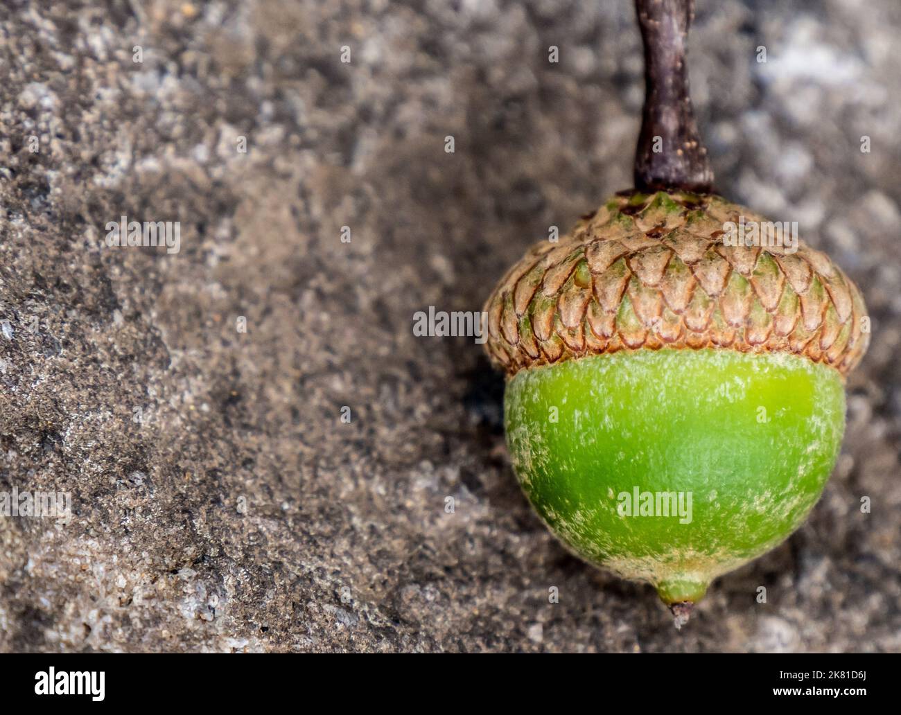 Close-up of a green acorn with a stone background. Barron Canyon Trail ...