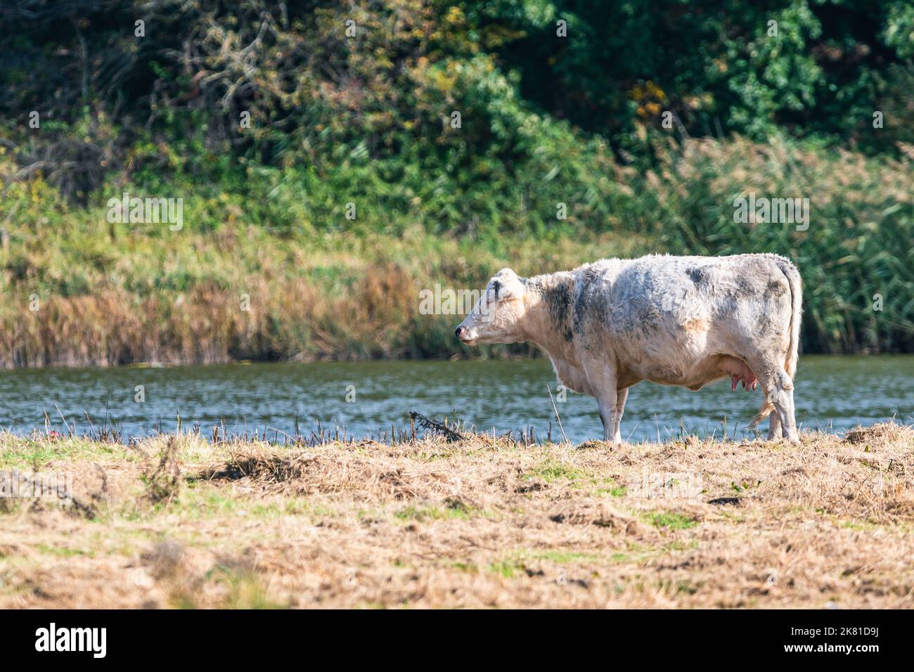 Bulls and Cows on Devon Meadows and Marshlands from a drone, English ...
