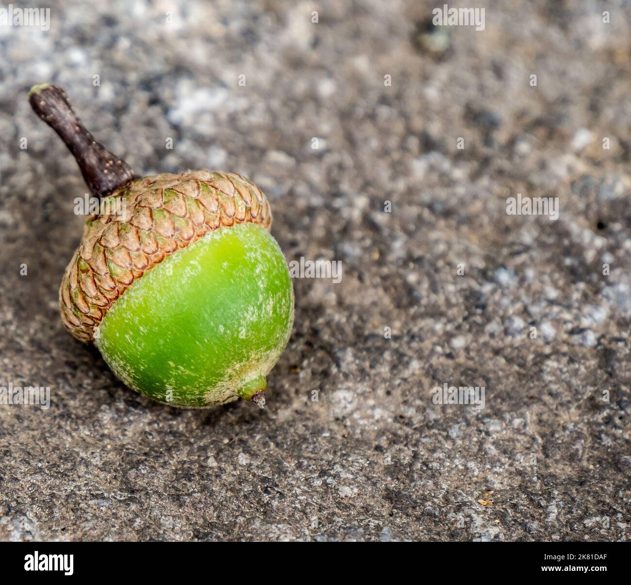Close-up of a green acorn with a stone background. Barron Canyon Trail ...