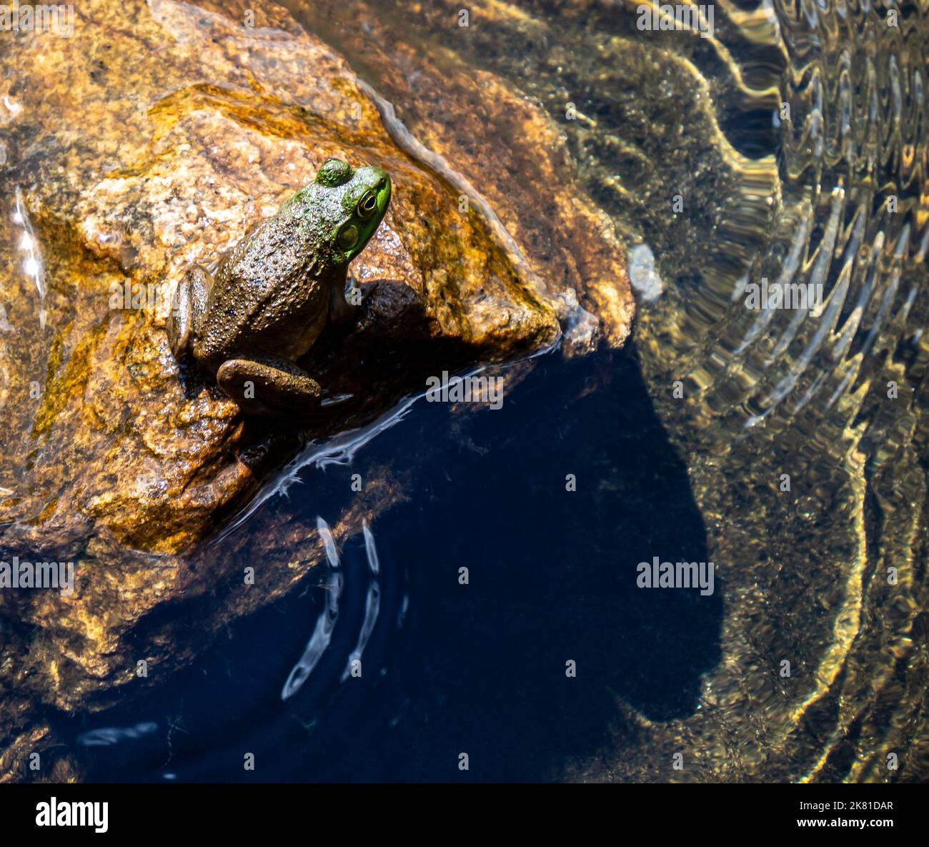 Amphibian jumping waves hi-res stock photography and images - Alamy