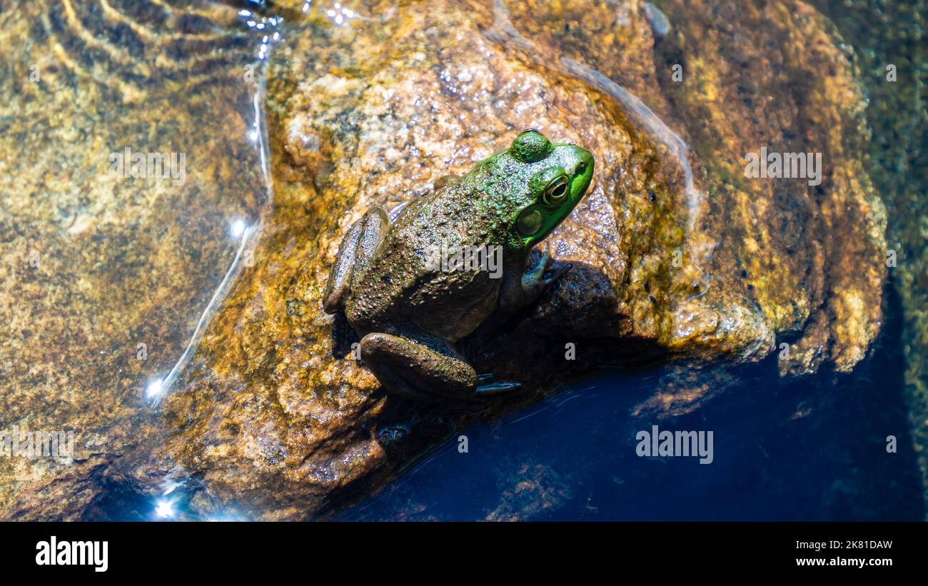 Close-up of a frog resting on a rock by the water’s edge on a bright ...