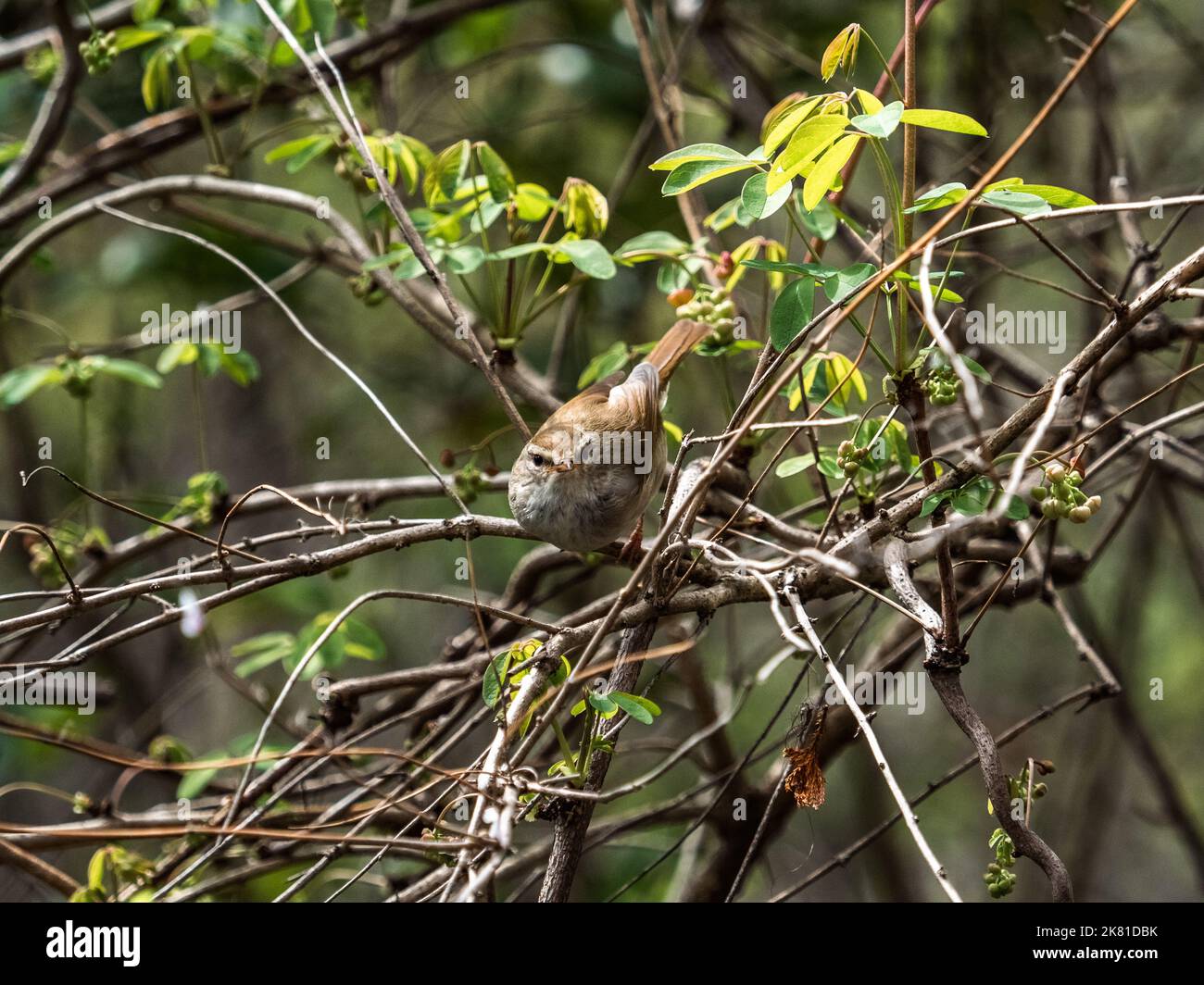 The Japanese Bush Warbler perched in the bush in Izumi Forest Stock ...