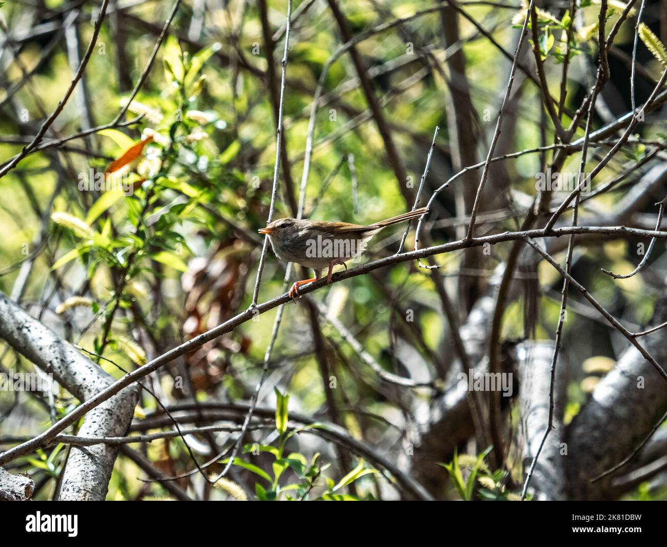 The Japanese Bush Warbler perched in the bush in Izumi Forest Stock ...