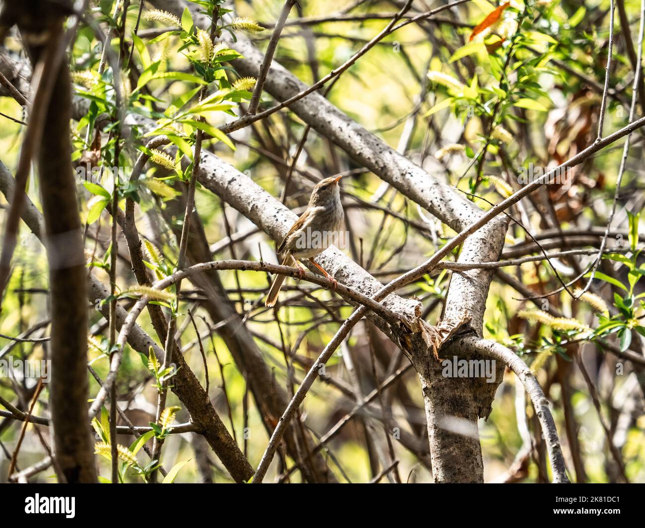 The Japanese Bush Warbler perched in the bush in Izumi Forest Stock ...