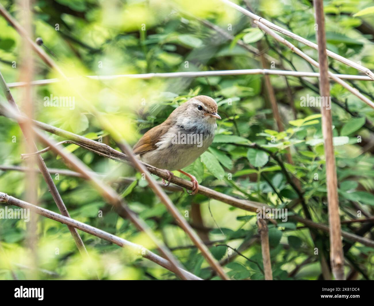 The Japanese Bush Warbler perched in the bush in Izumi Forest Stock ...