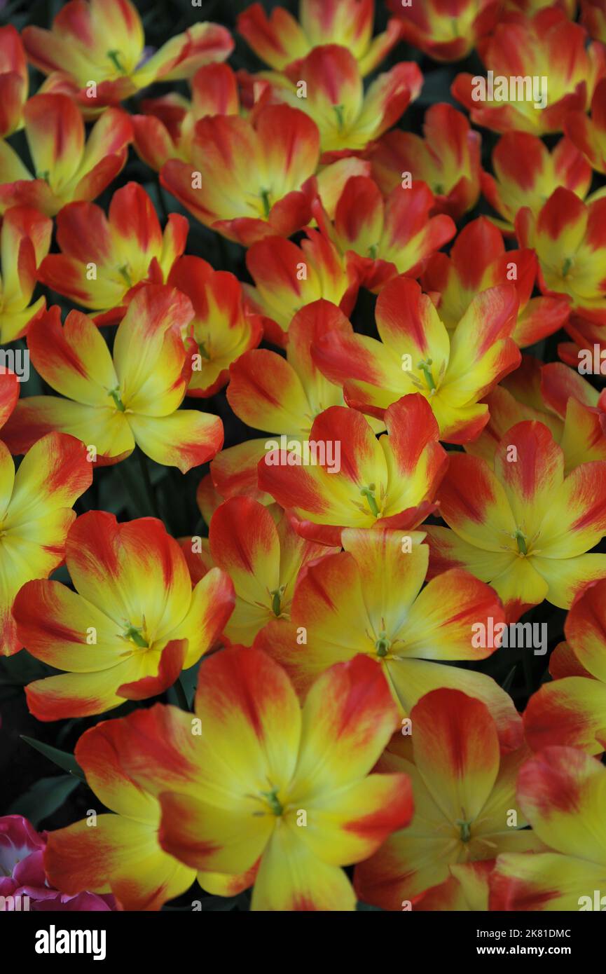 Red and yellow Triumph tulips (Tulipa) Suncatcher bloom in a garden in ...