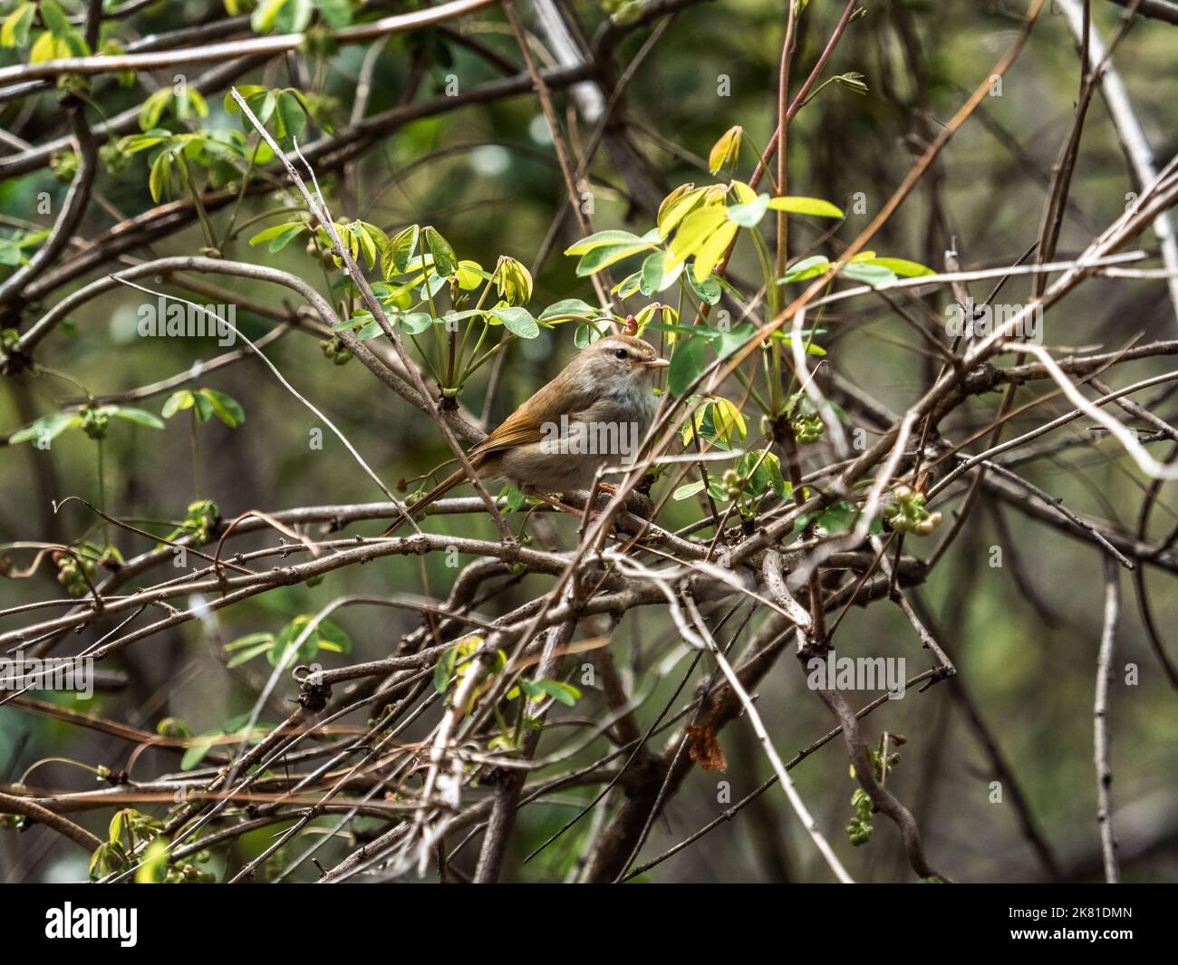 The Japanese Bush Warbler perched in the bush in Izumi Forest Stock ...