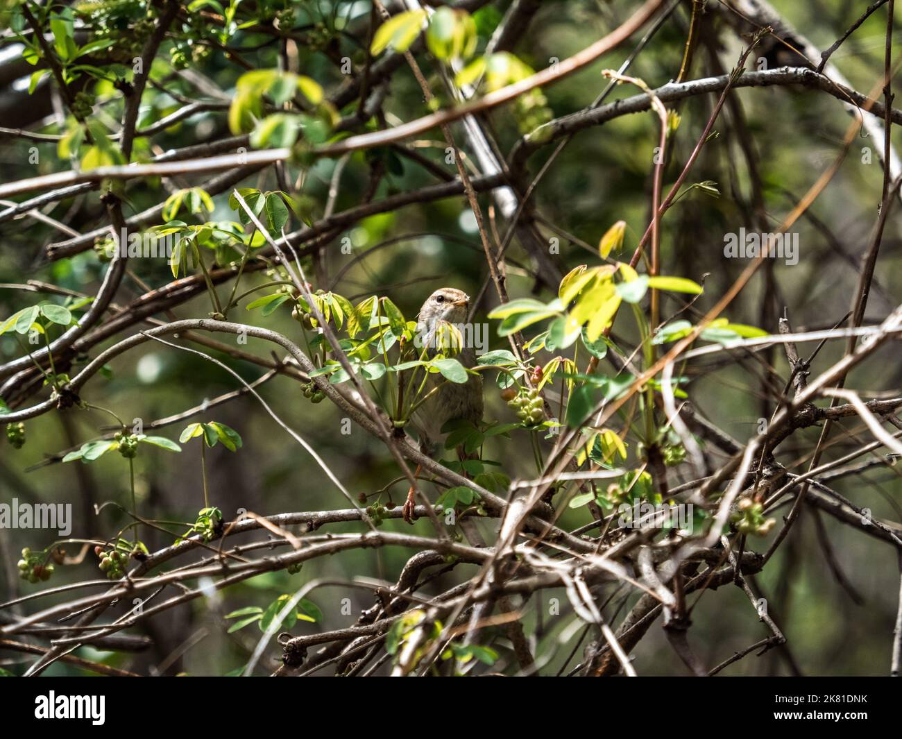 The Japanese Bush Warbler perched in the bush in Izumi Forest Stock ...