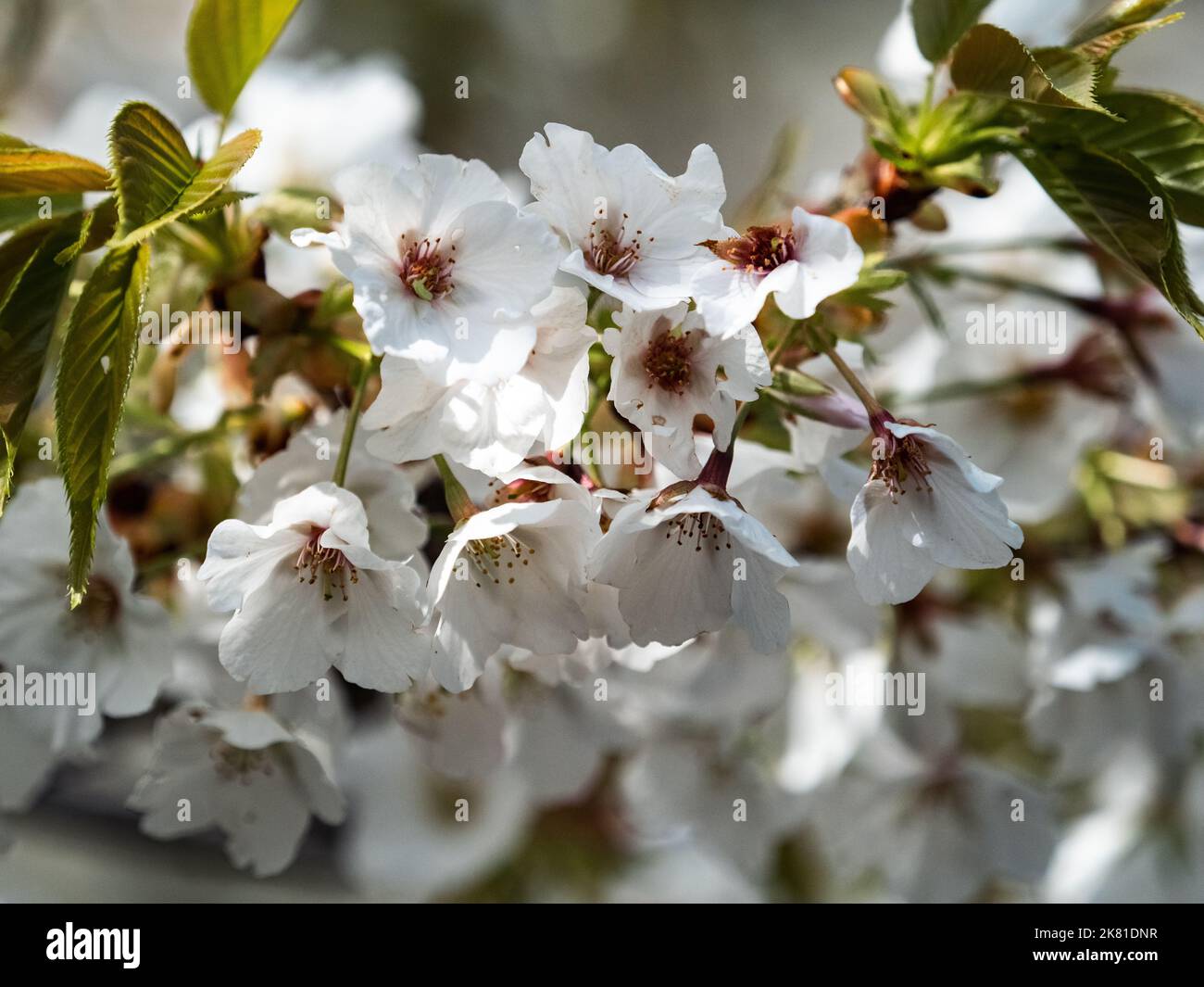 A pile of blooming cherry flowers against blur background Stock Photo ...