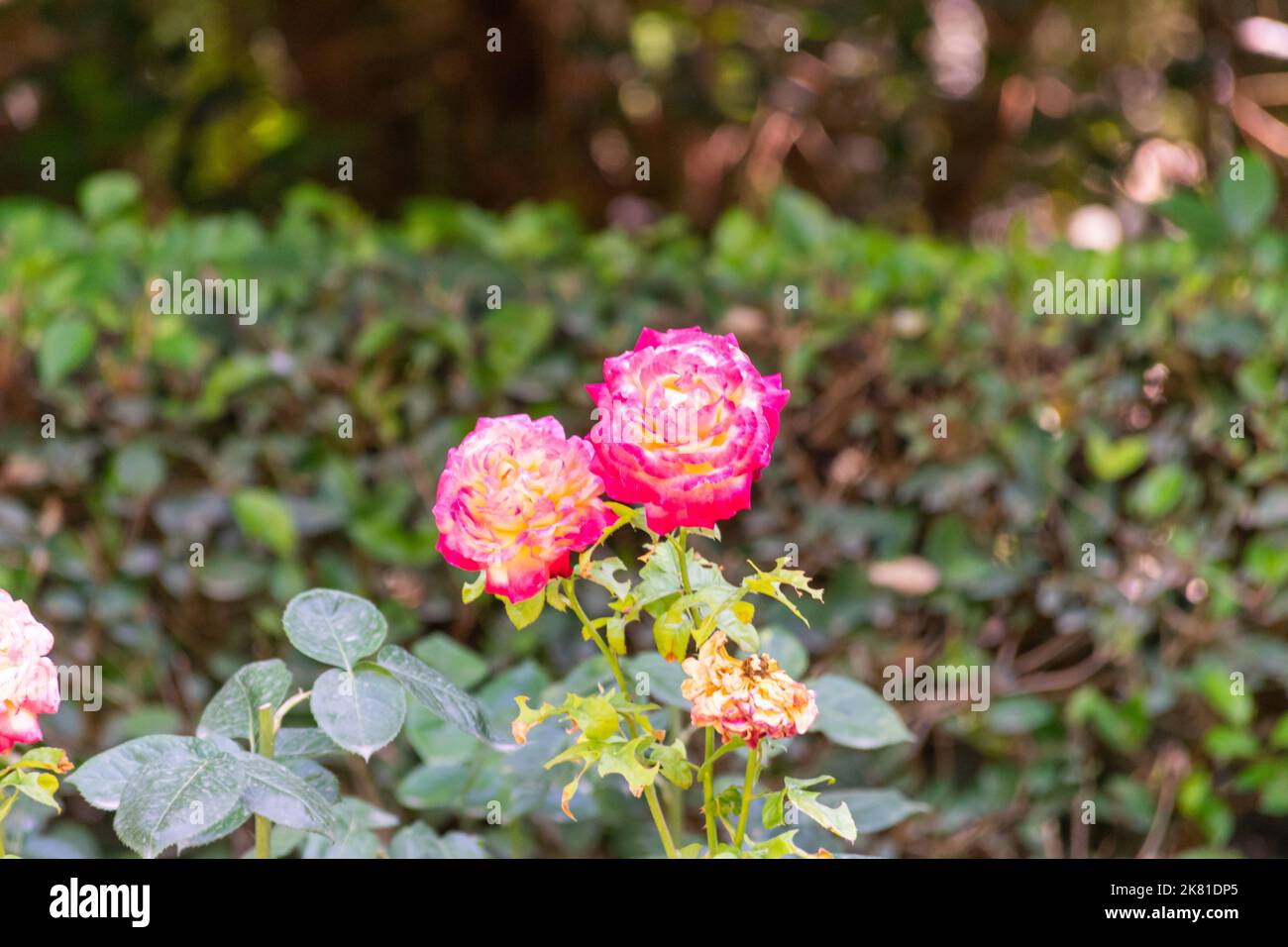 A selective focus shot of garden roses in a park Stock Photo - Alamy