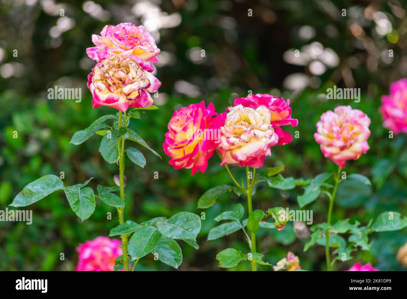 A selective focus shot of garden roses in a park Stock Photo - Alamy