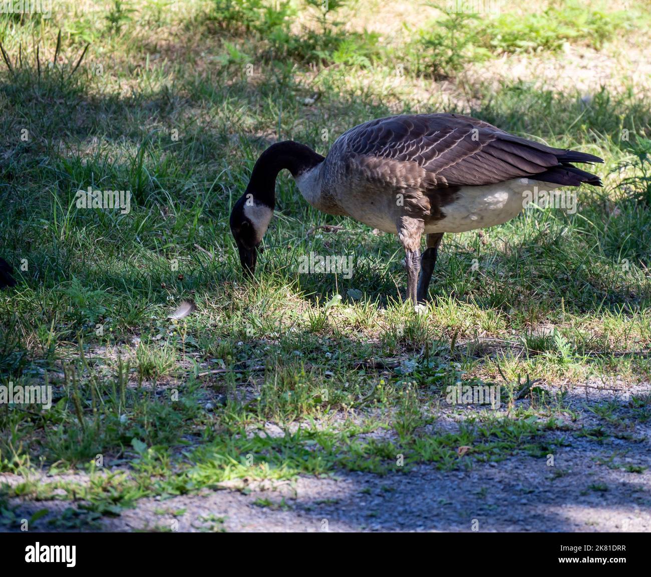 Close-up of a canada goose foraging for food in the short grass by the ...