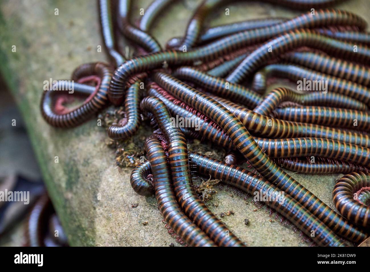 Giant African Millipede Cyanide