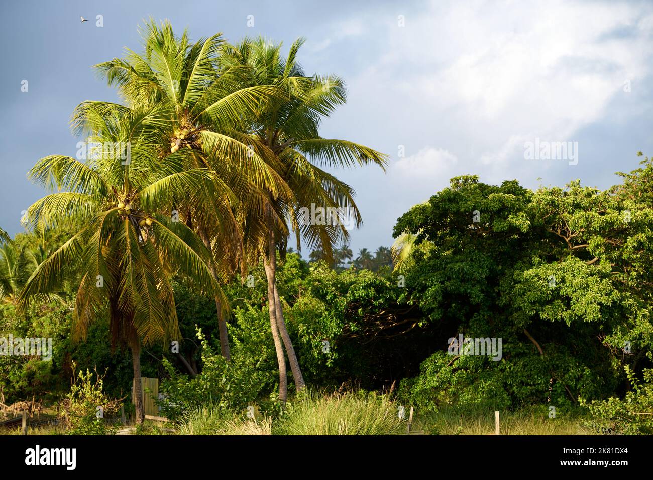 The coconut palm trees (Cocos nucifera) in dense green forest Stock ...