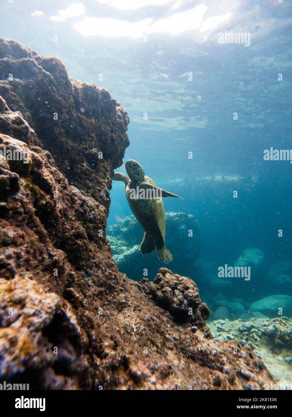 A vertical shot of a green sea turtle diving on a rocky seabed Stock ...
