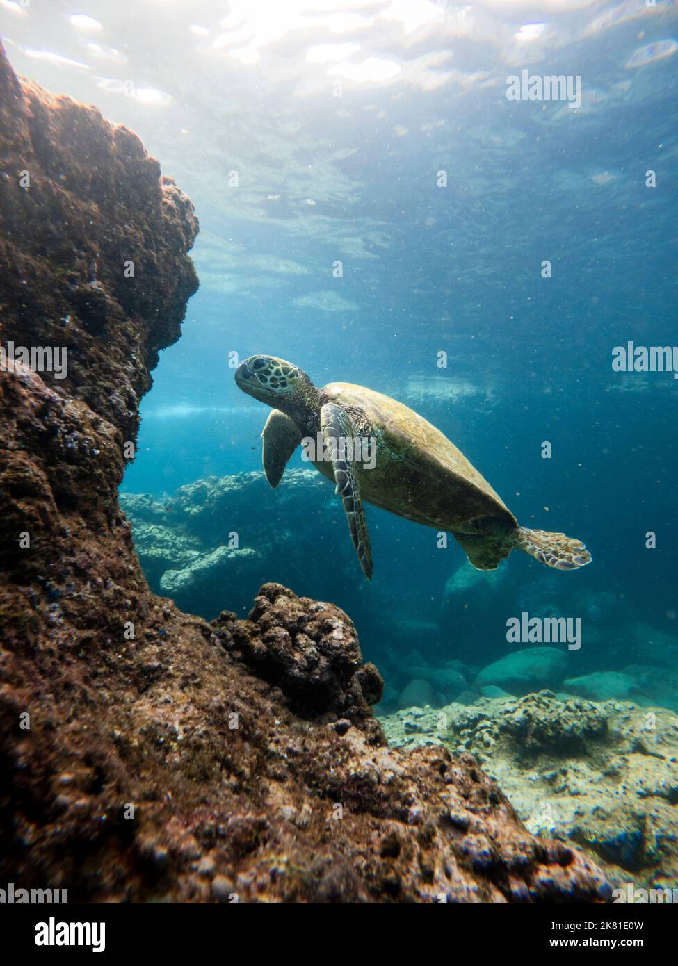 A vertical shot of a green sea turtle diving on a rocky seabed Stock ...