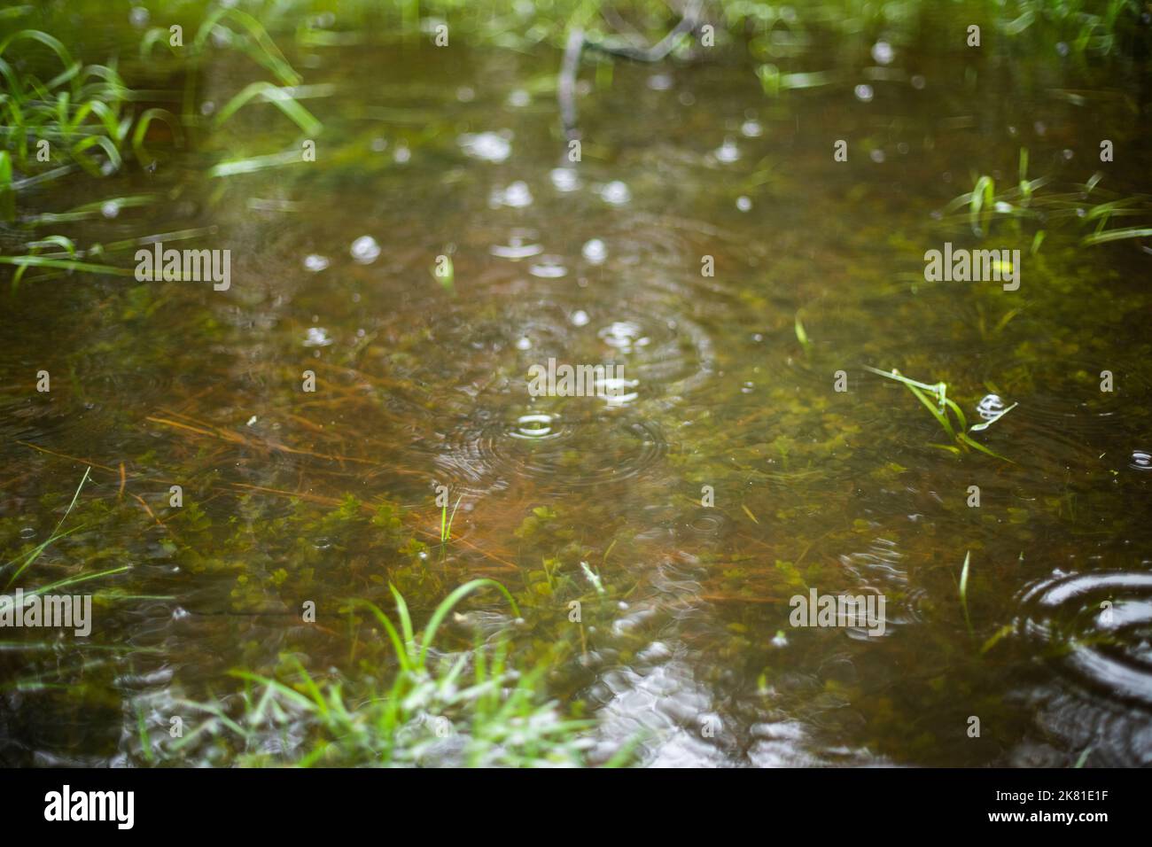 Water in spring. Puddle in park. Details of nature. Texture of water ...