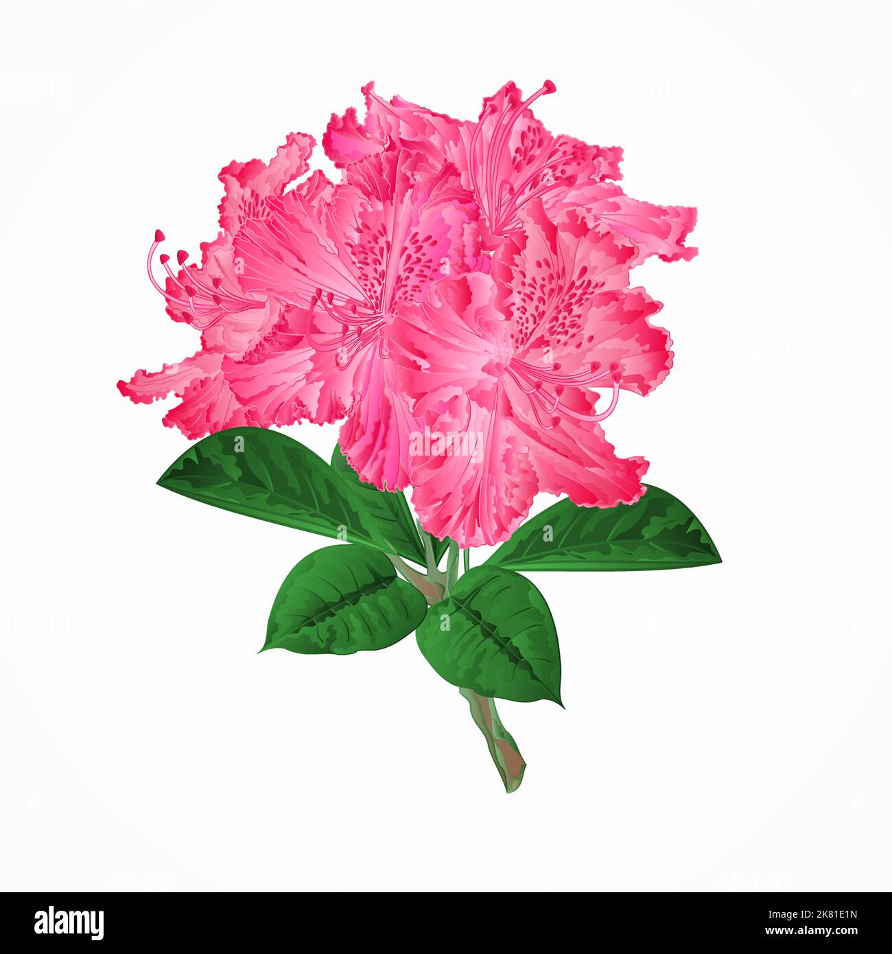 Flowers pink rhododendrons twig Mountain shrub vector illustration ...