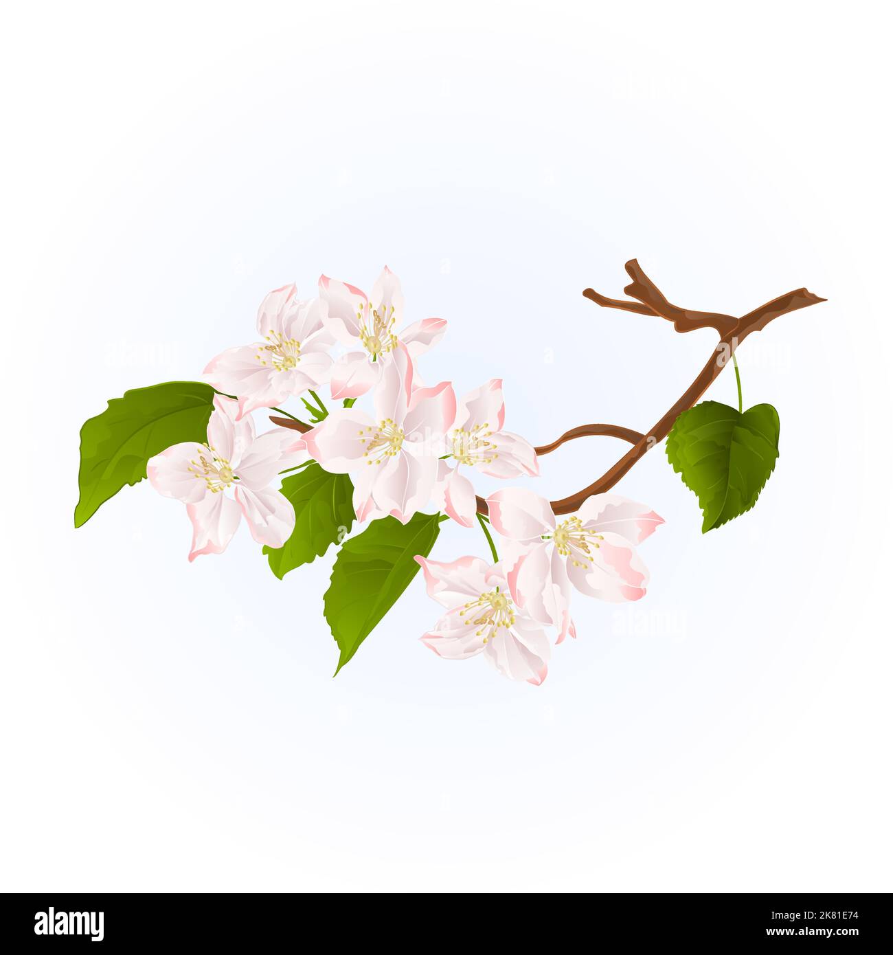 Apple Blossom Branch Vector