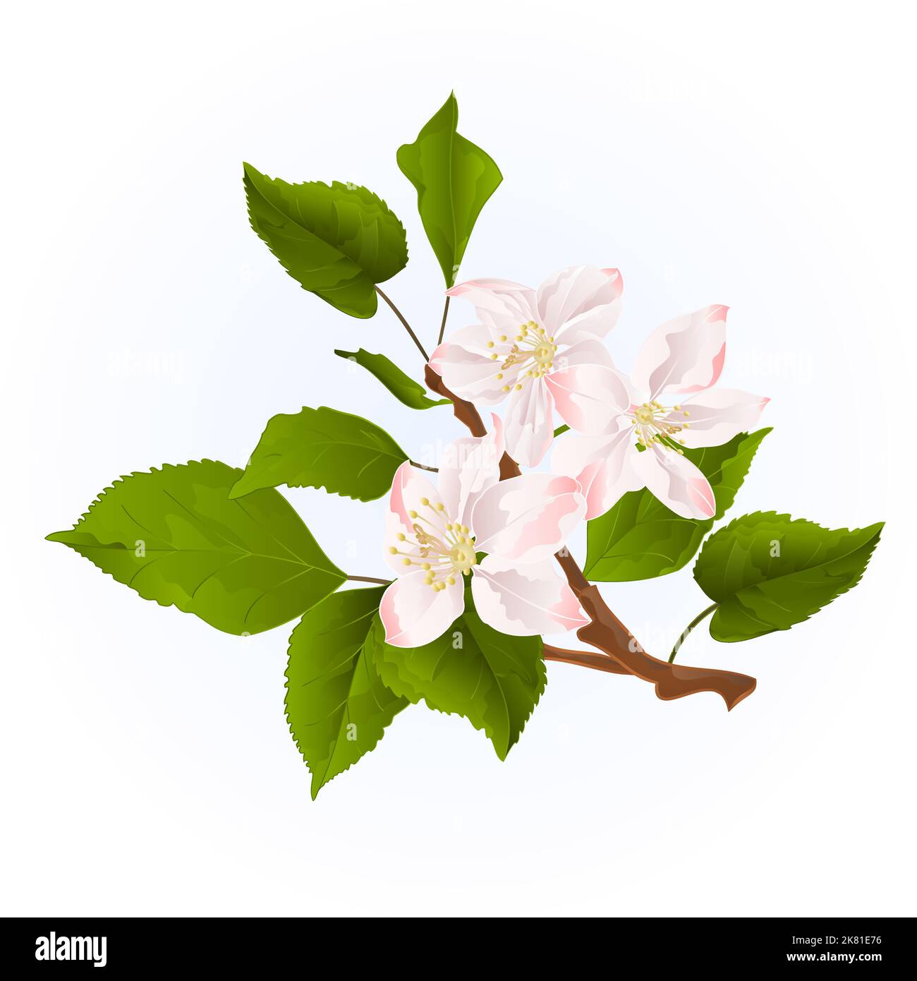 Apple tree branch with flowers nature background vintage vector ...