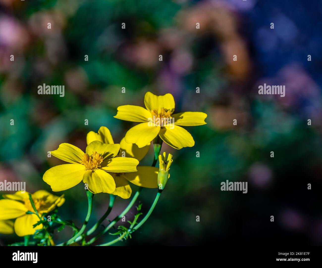 Close-up of the yellow flowers on an african marigold that is growing ...