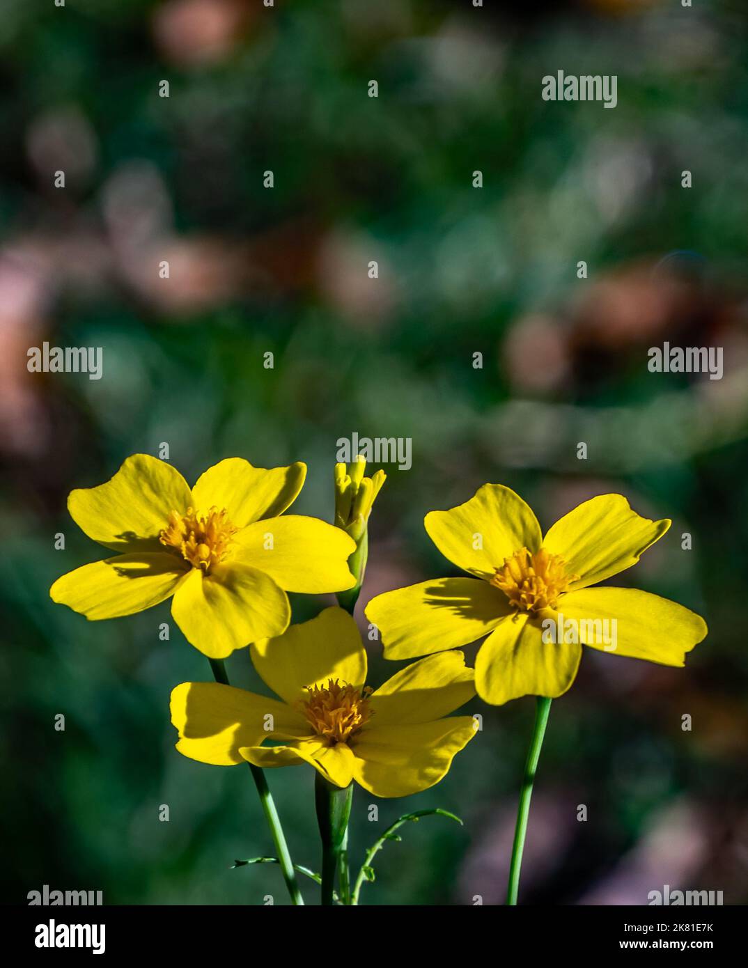 Beautiful marigold flower in garden hi-res stock photography and images ...