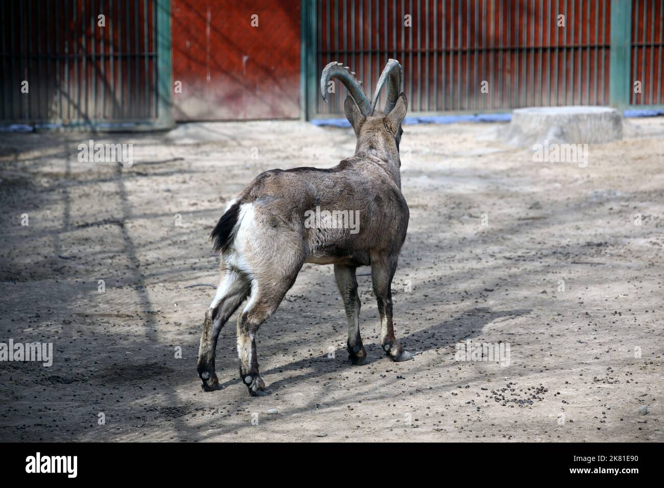 A gray Siberian ibex (Capra sibirica) with big horns in a zoo with ...