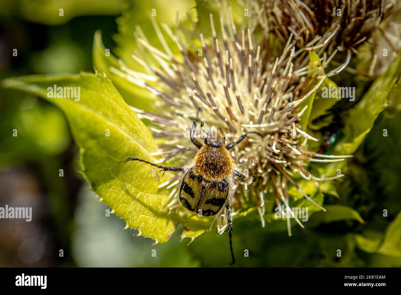 Black and yellow striped beetle hi-res stock photography and images - Alamy