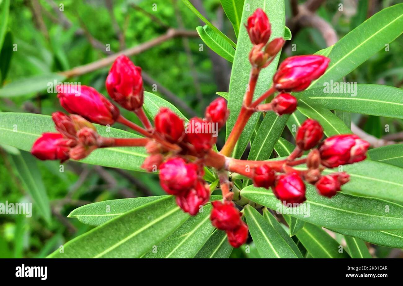 A closeup of Nerium oleander buds Stock Photo - Alamy