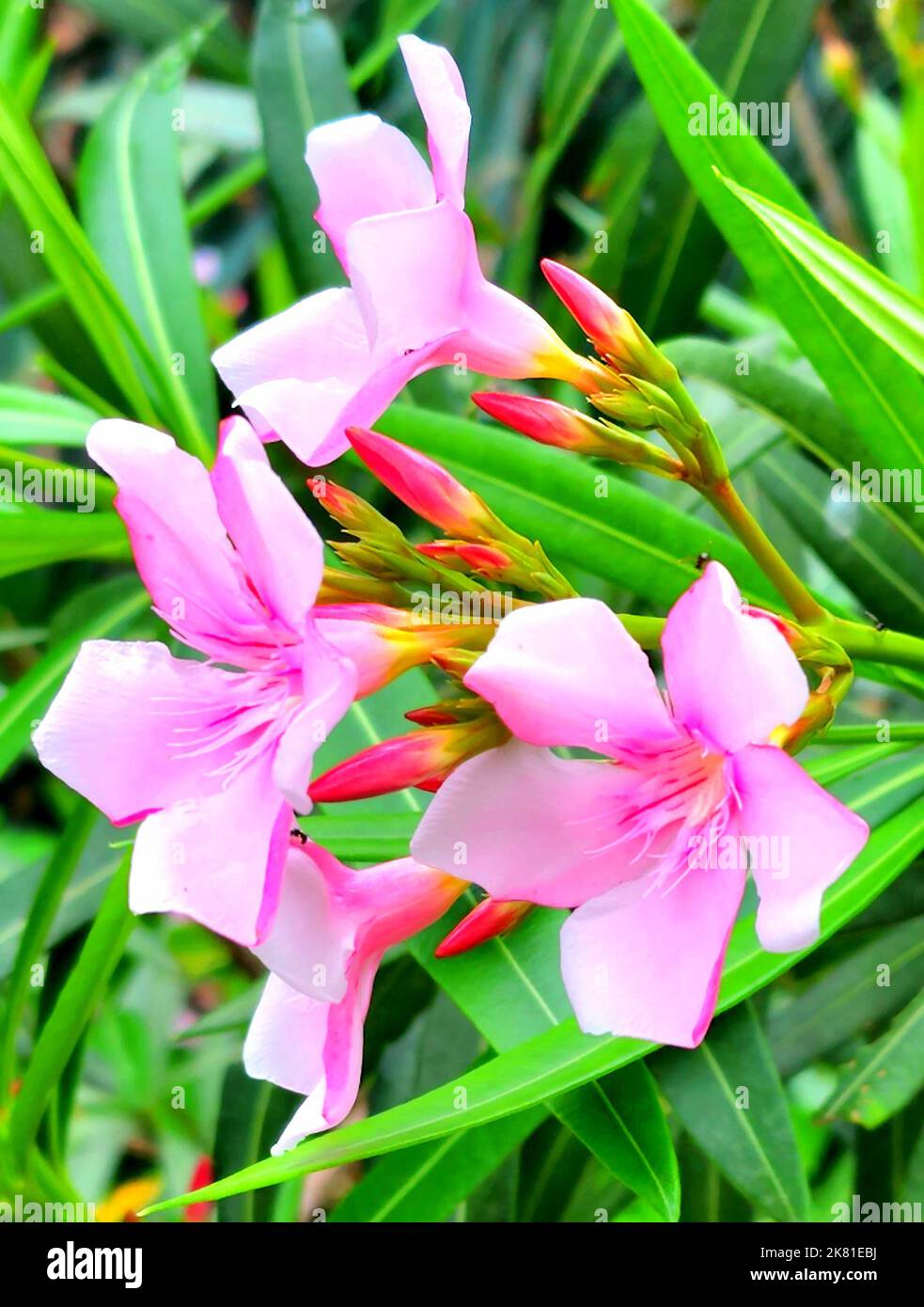 A vertical closeup of Nerium oleander. Beautiful pink flowers Stock ...
