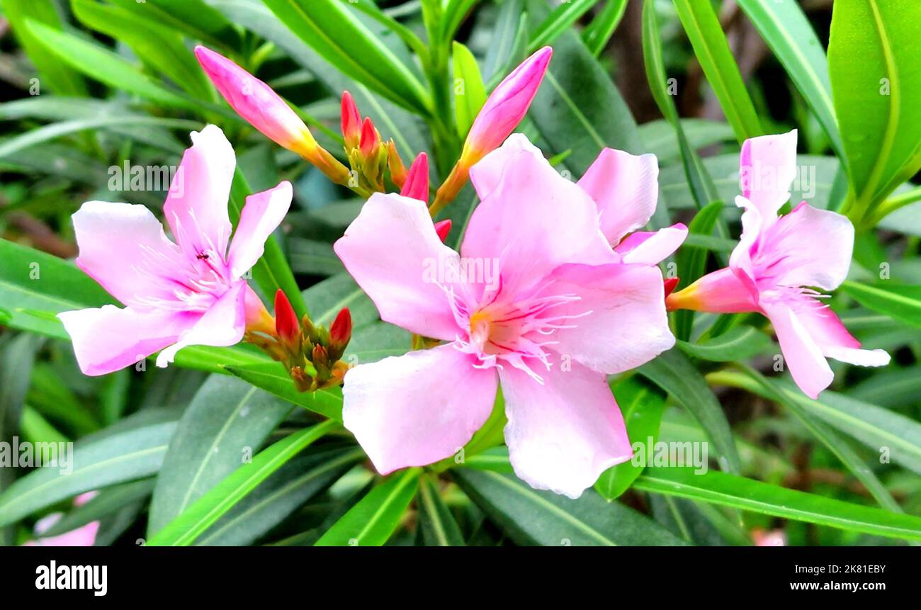 A closeup of Nerium oleander. Beautiful pink flowers Stock Photo - Alamy
