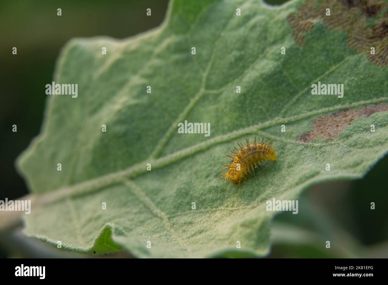 Selective focus shot caterpillar hi-res stock photography and images ...