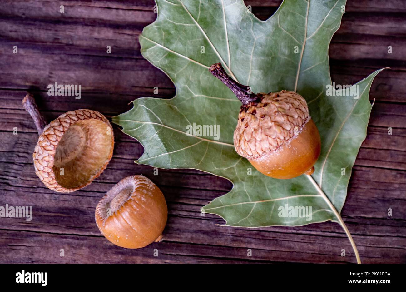 Close-up of acorns and an oak leaf on a wet wooden board on a cold ...