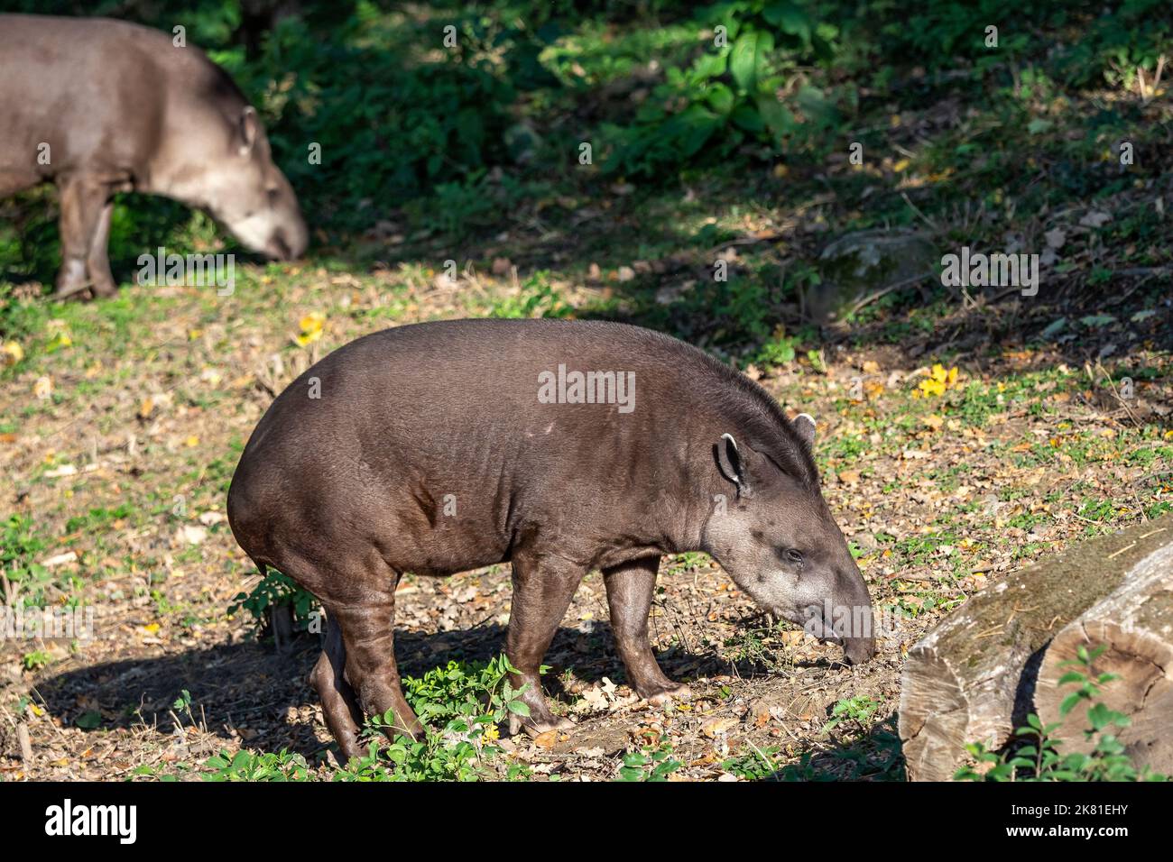 View of a south american tapir (Tapirus terrestris Stock Photo - Alamy