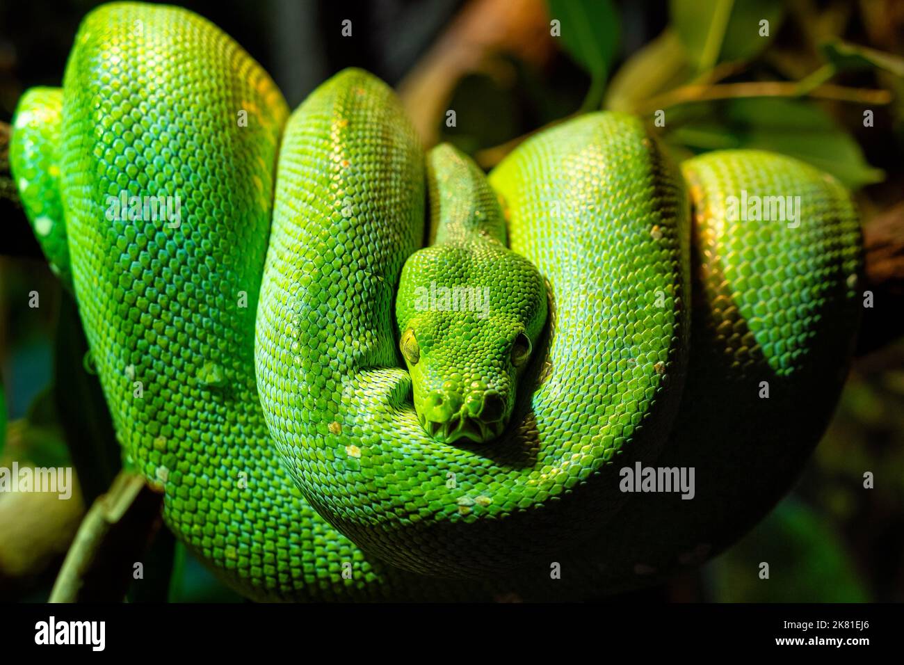 Green tree python (Morelia viridis) close-up. Portrait art Stock Photo ...