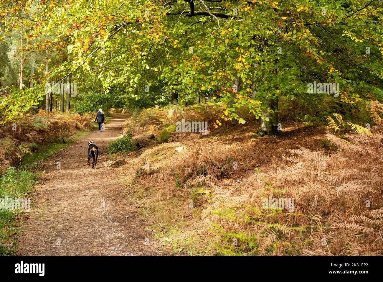 An Autumnal walk in Beacon Wood, Penrith, Cumbria, UK Stock Photo - Alamy