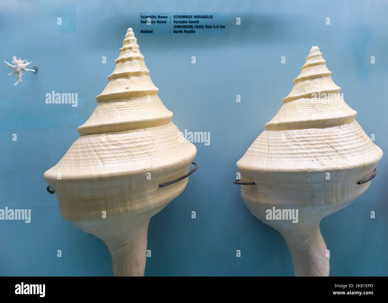 Photo of Raw Seashell in the Mallapuram India Seashell Museum, Chennai ...