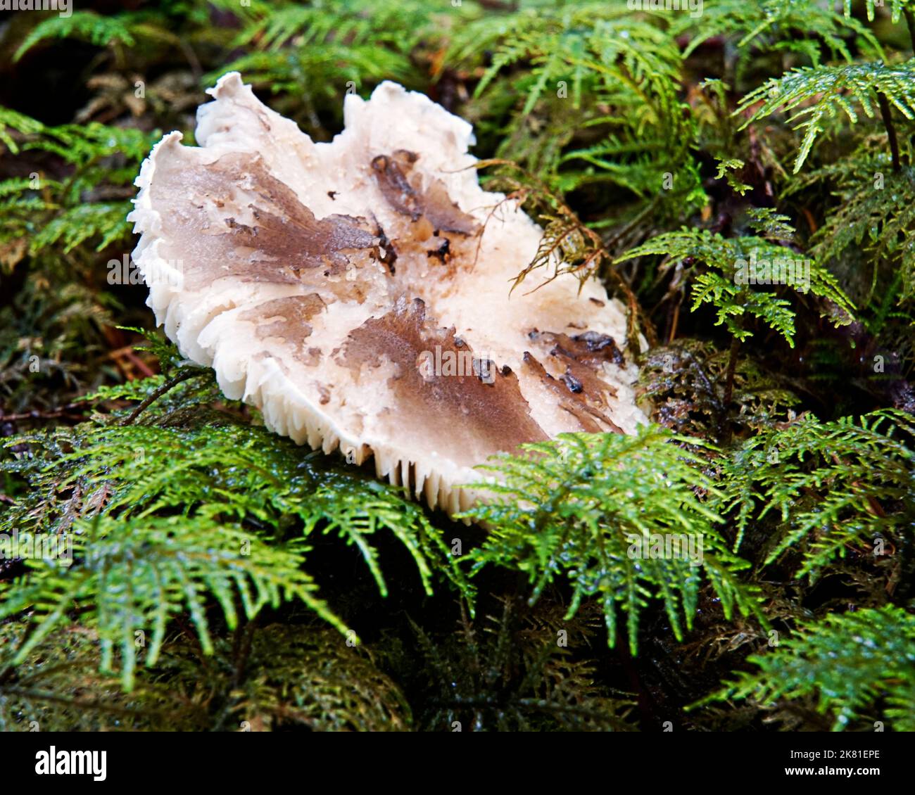 Closeup of a decaying mushroom growing in the bright green moss on a ...