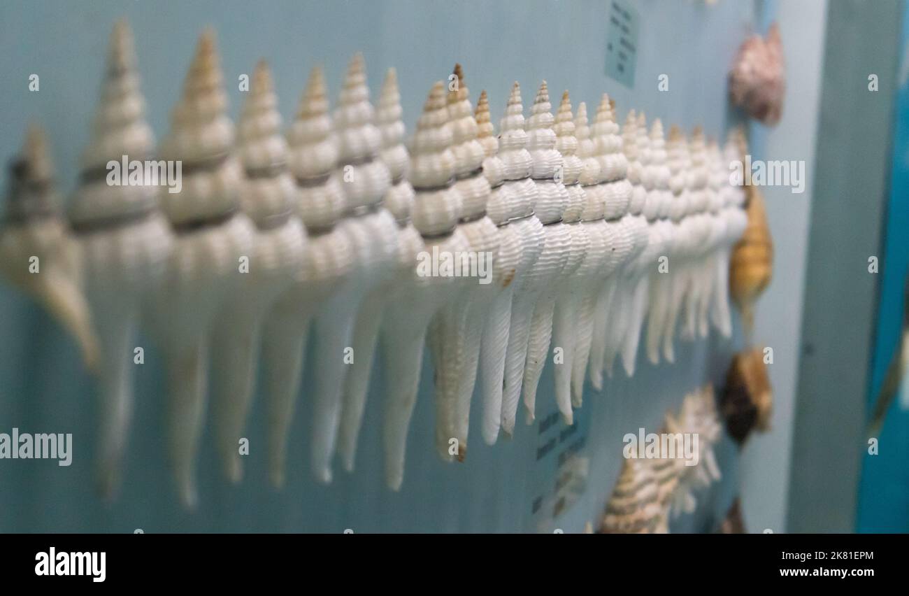 Photo of Raw Seashell in the Mallapuram India Seashell Museum, Chennai ...