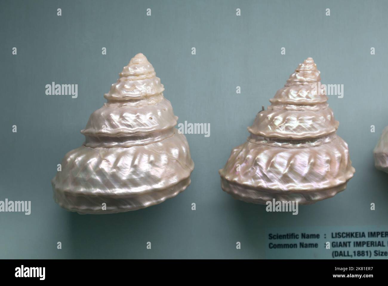 Old studio photo india hi-res stock photography and images - Alamy