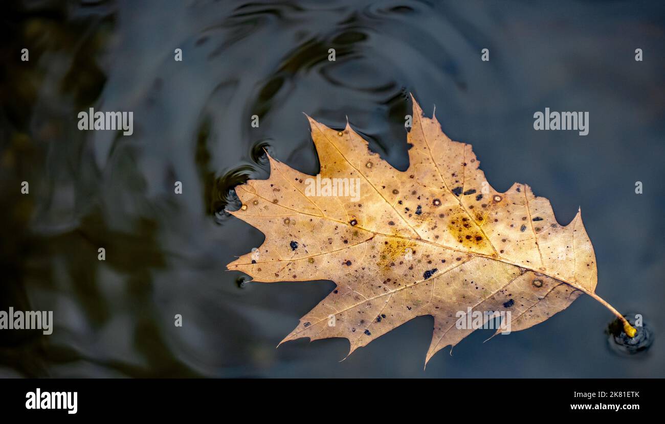 Floating leaf plant hi-res stock photography and images - Alamy