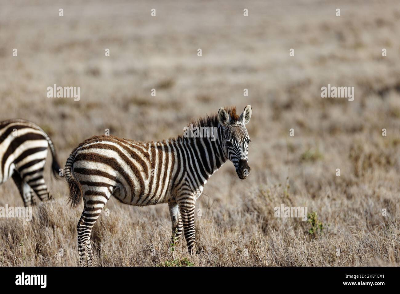 Zebra lewa hi-res stock photography and images - Alamy